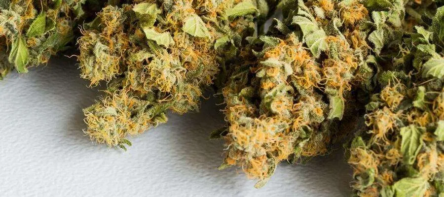 Los mejores proveedores de CBD en España - Live Bio Hemp